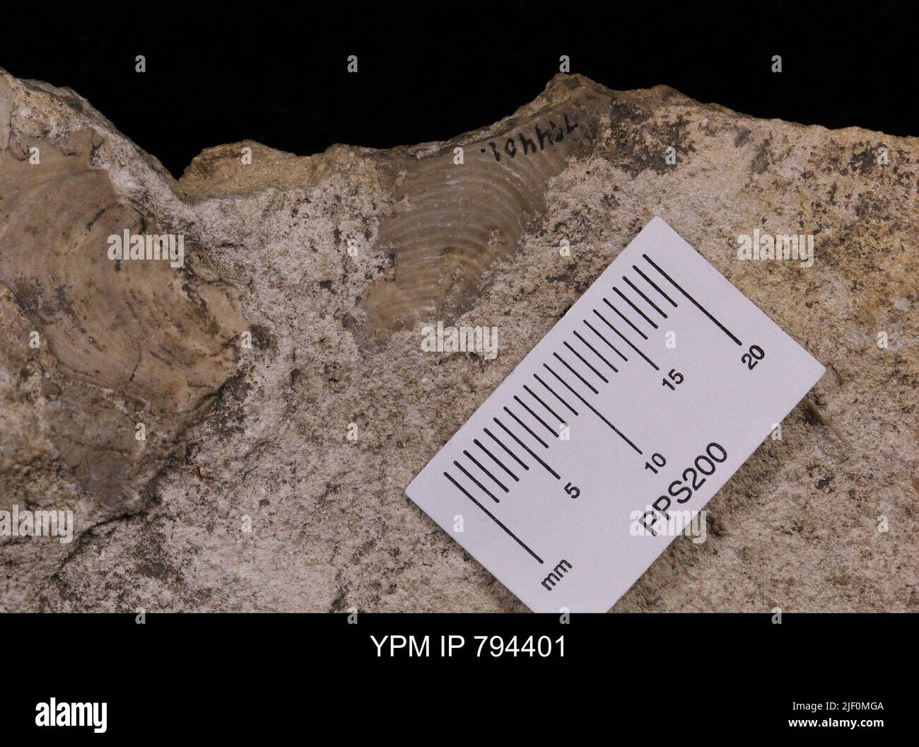 Inoceramus hi-res stock photography and images - Alamy