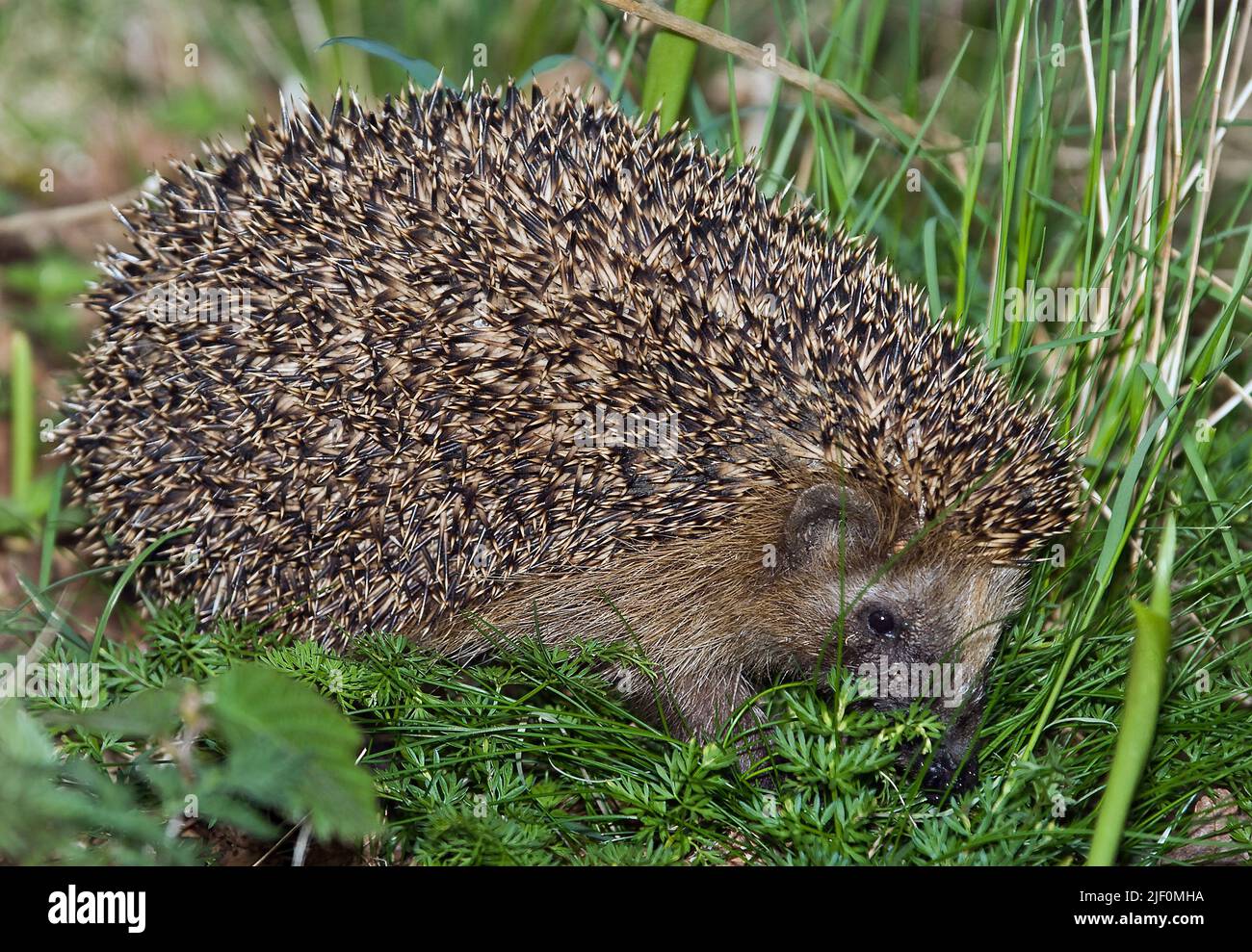 Western European Hedgehog, Erinaceus europaeus Stock Photo - Alamy