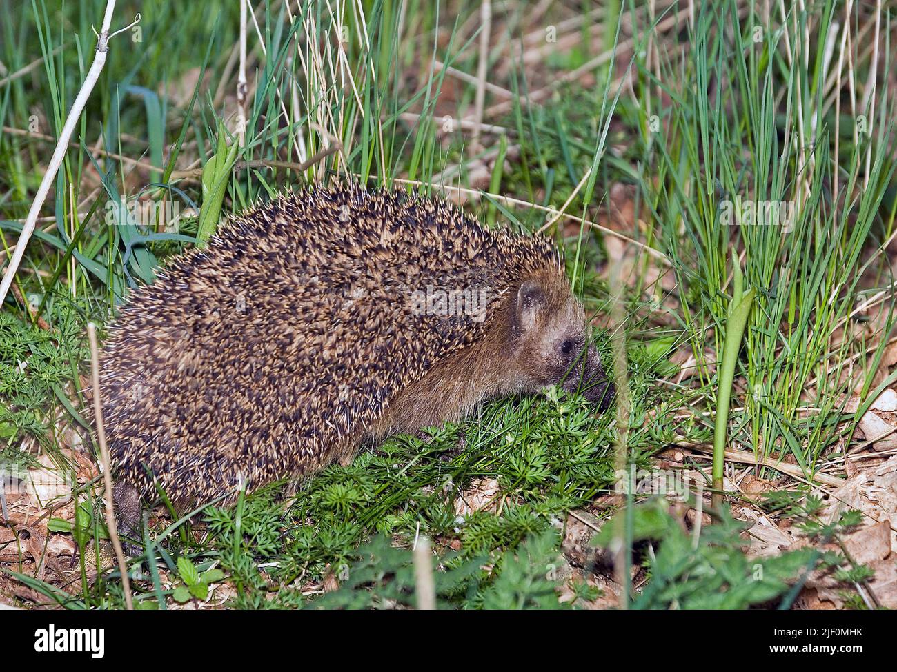 Western European Hedgehog, Erinaceus europaeus Stock Photo - Alamy