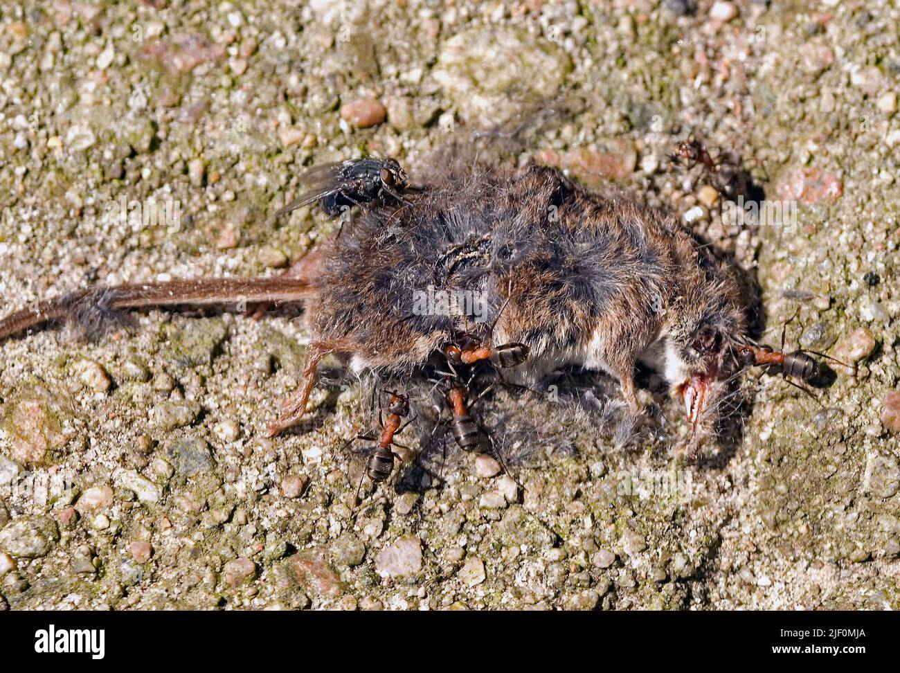 Nedbryte hi-res stock photography and images - Alamy