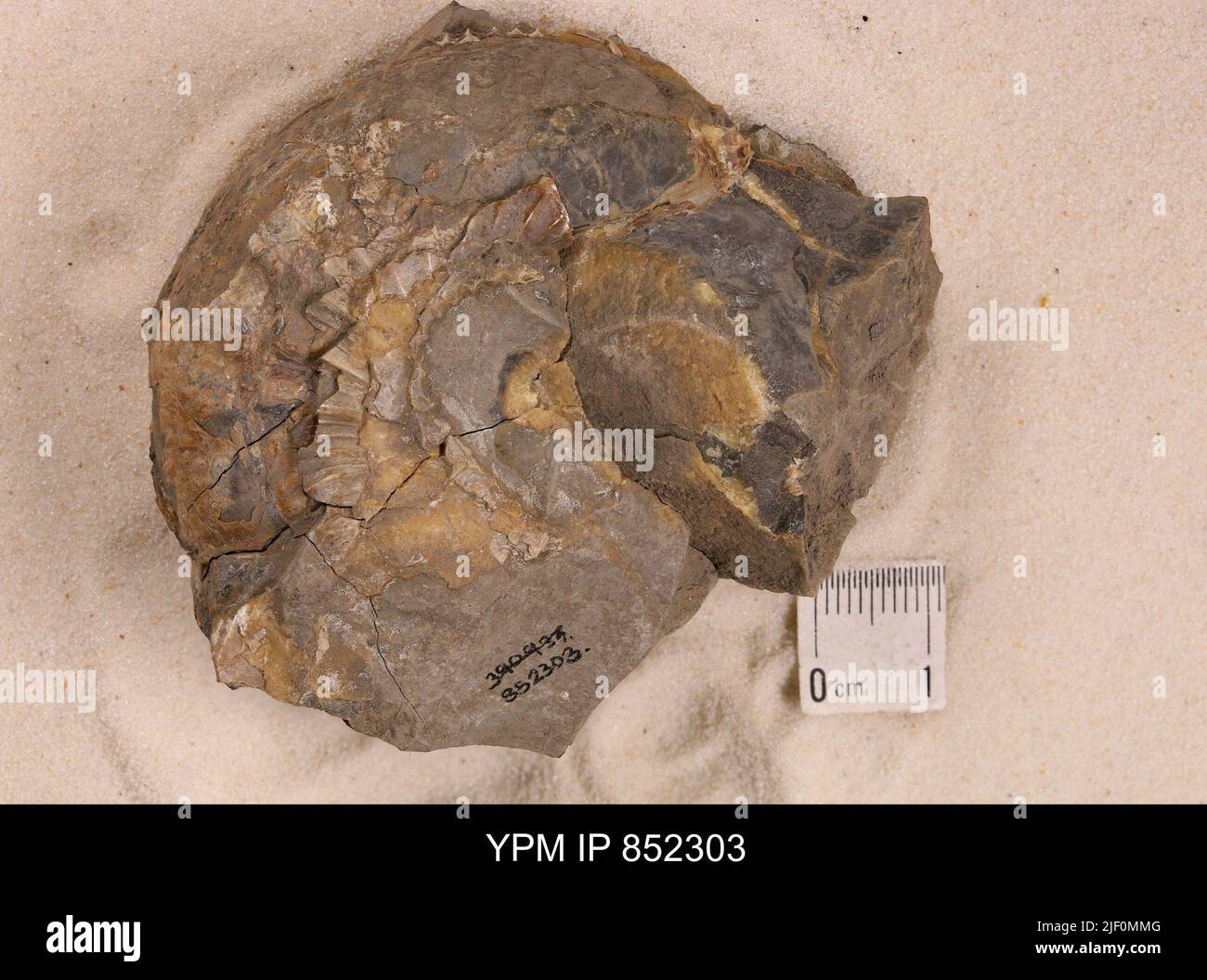 Scaphites ventricosus stantoni Reeside Stock Photo - Alamy