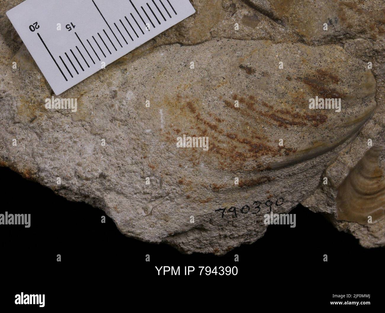 Inoceramus labiatus hi-res stock photography and images - Alamy