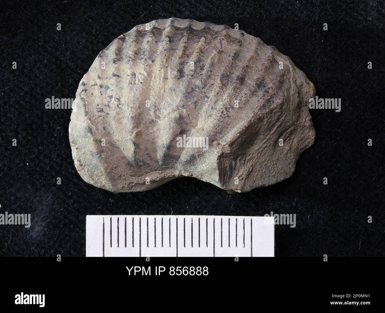 Undet ammonoidea animalia hi-res stock photography and images - Alamy