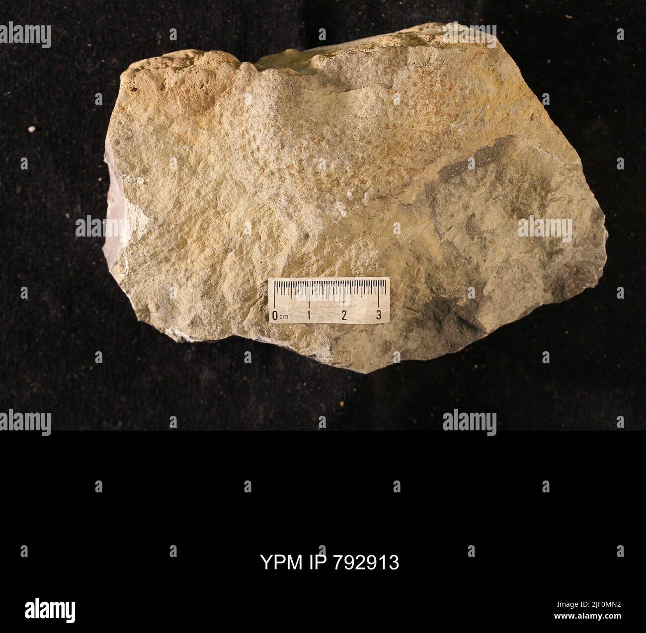 Receptaculites infundibuliformis eaton animalia hi-res stock ...