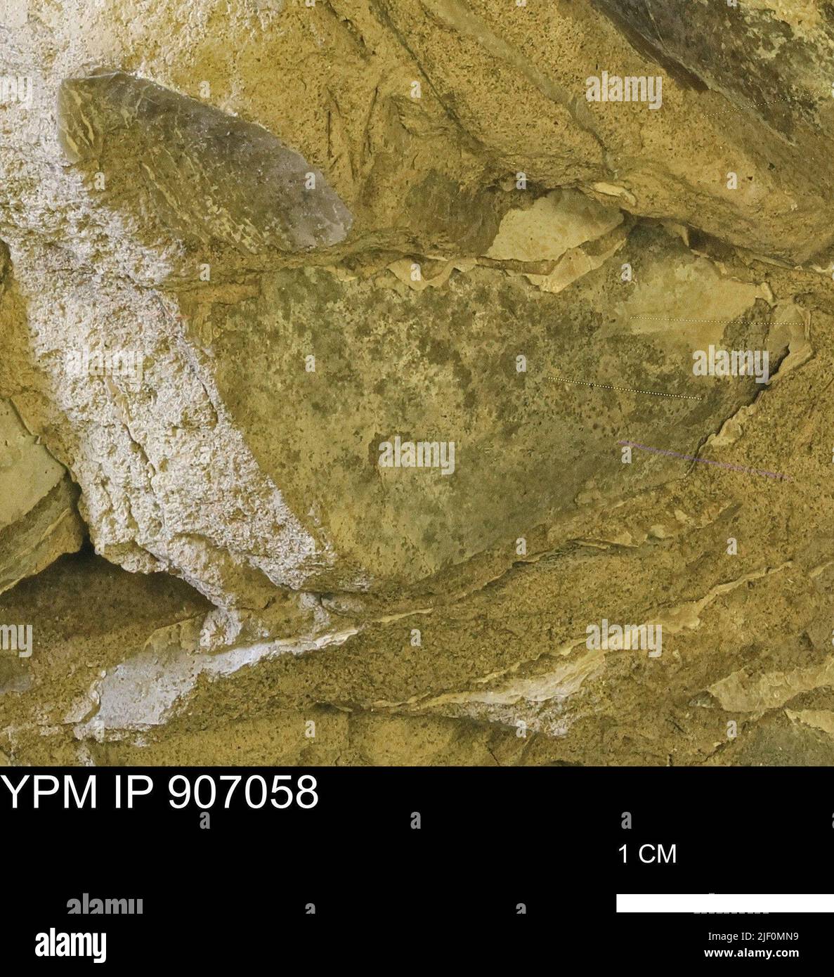 Fossil identification hi-res stock photography and images - Alamy