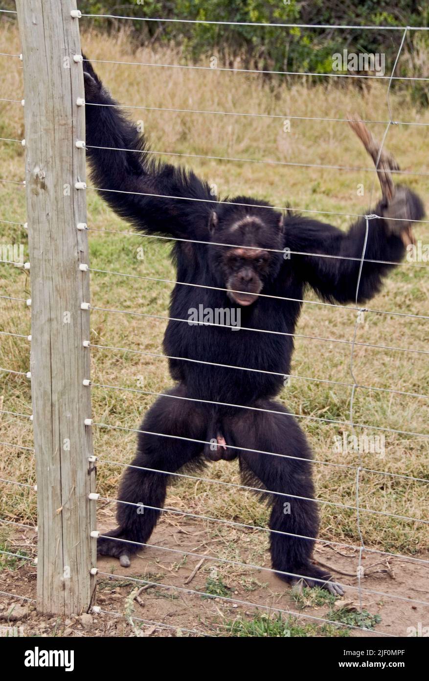 Angry Chimpanzee Photo