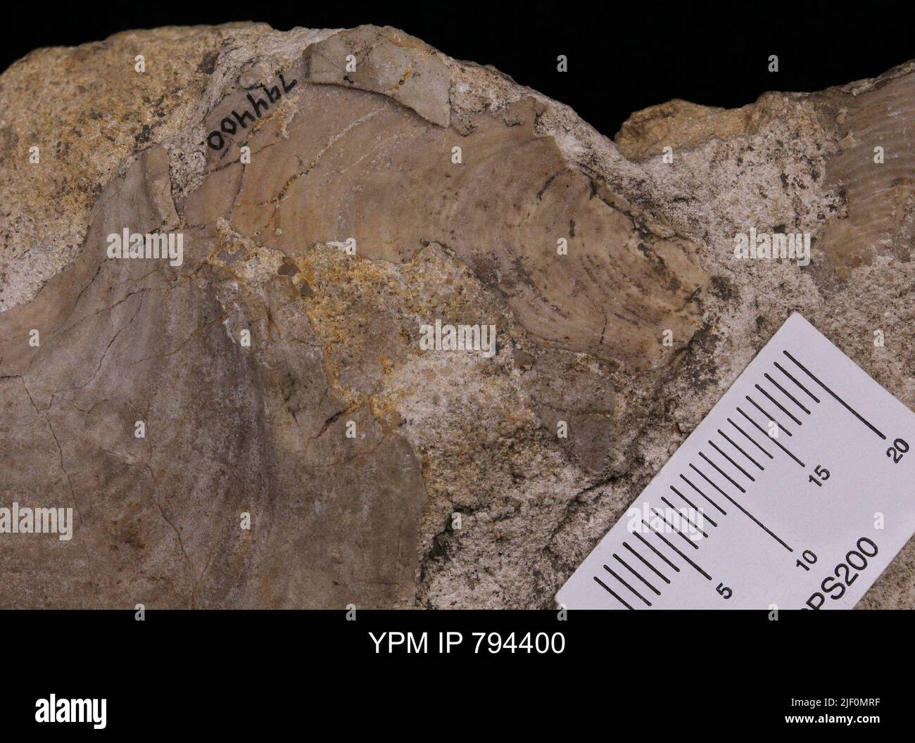 Inoceramus labiatus hi-res stock photography and images - Alamy