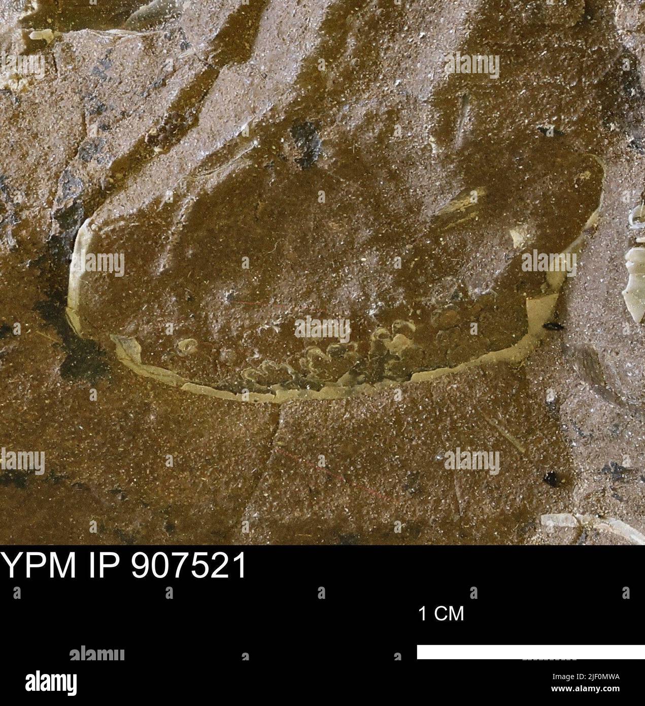 Sphenodiscus sp hi-res stock photography and images - Alamy