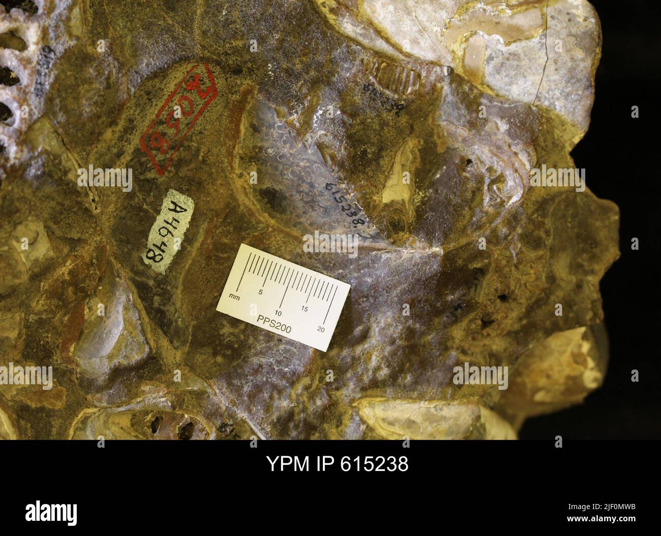 Baculites sp animalia hi-res stock photography and images - Alamy