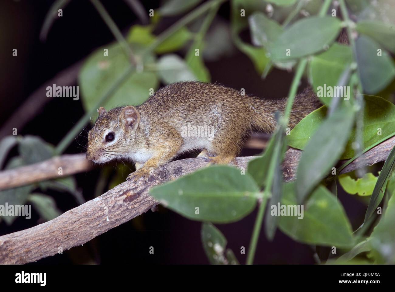 Gambian Sun Squirrel, Heliosciurus gambianus. Lake Natron, northern ...