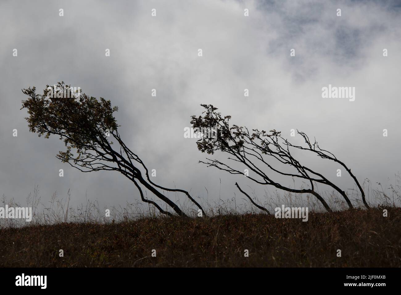 The result of a harsh climate Stock Photo - Alamy