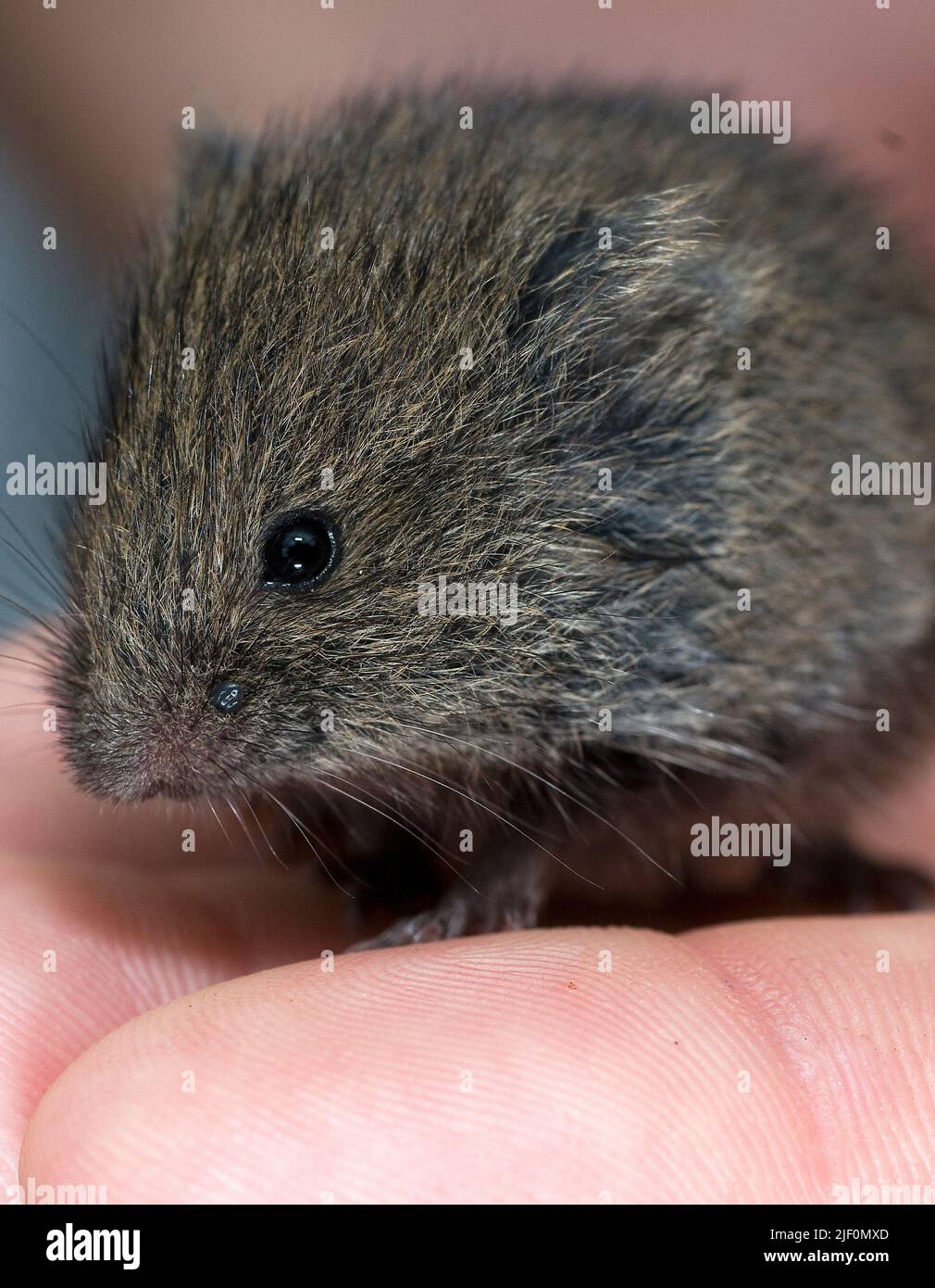 Field Vole, Microtus agrestis Stock Photo - Alamy