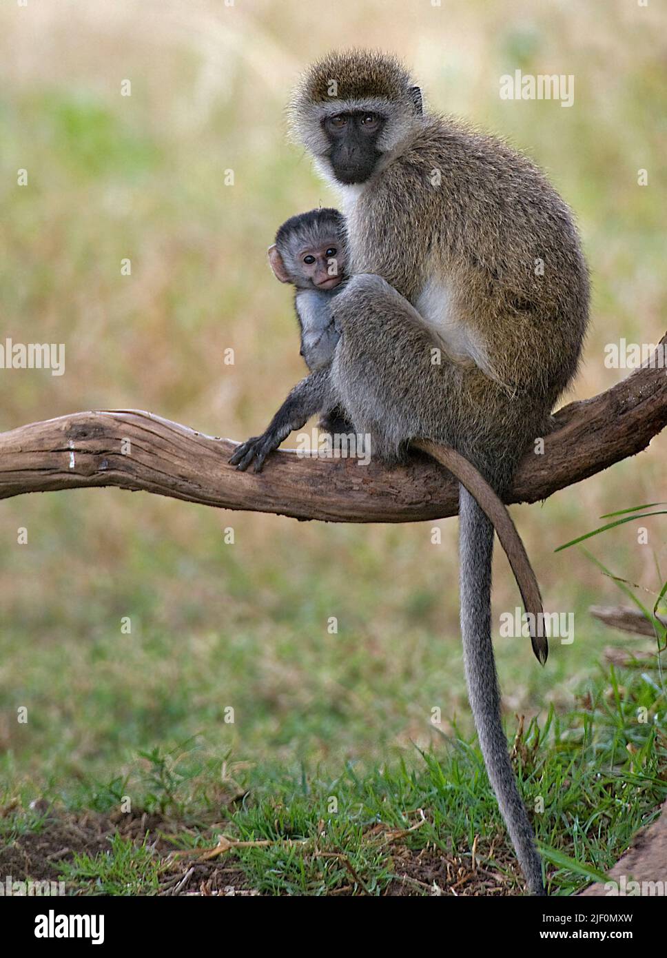 Vervet Monkey (Chlorocebus pygerythrus) with small baby. Solio Ranch ...