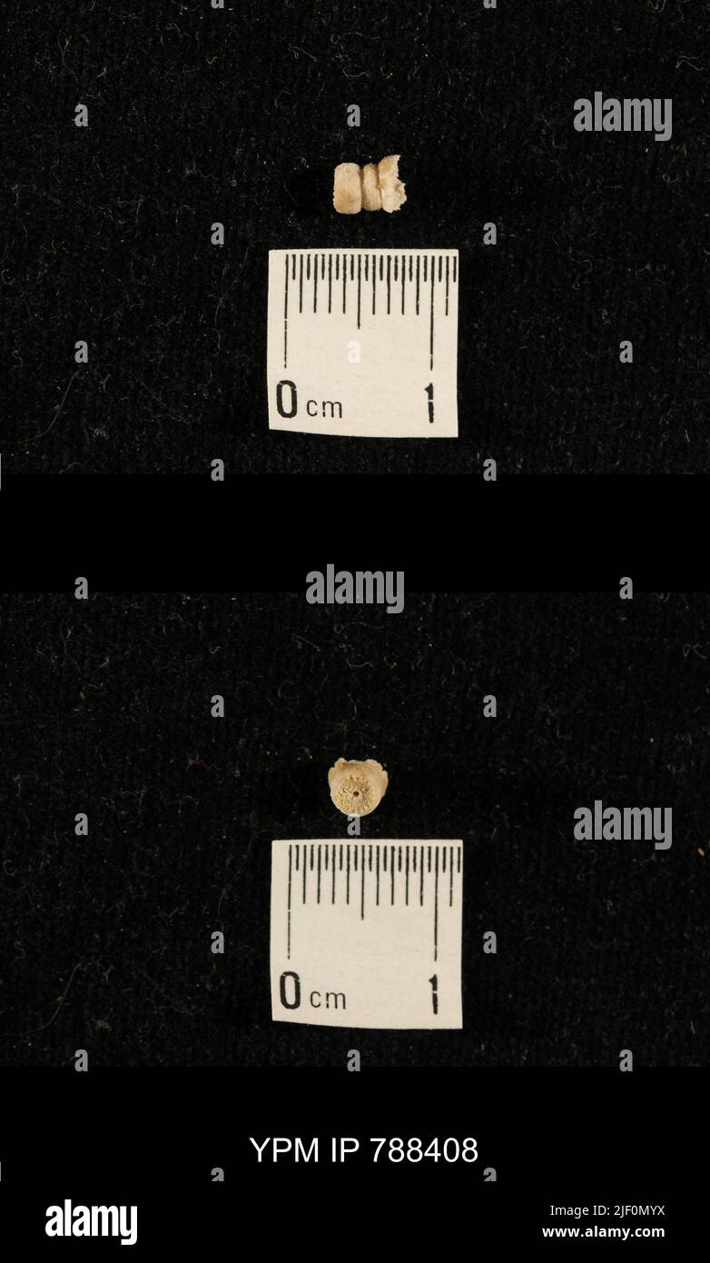 Ecological taxonomy hi-res stock photography and images - Alamy