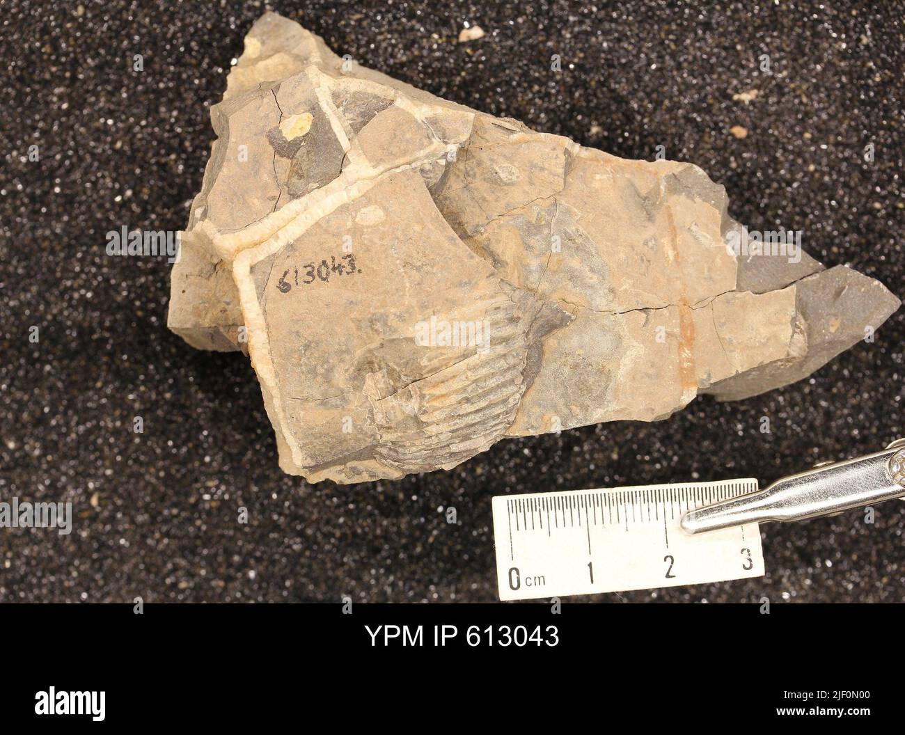 Vermiformis hi-res stock photography and images - Alamy