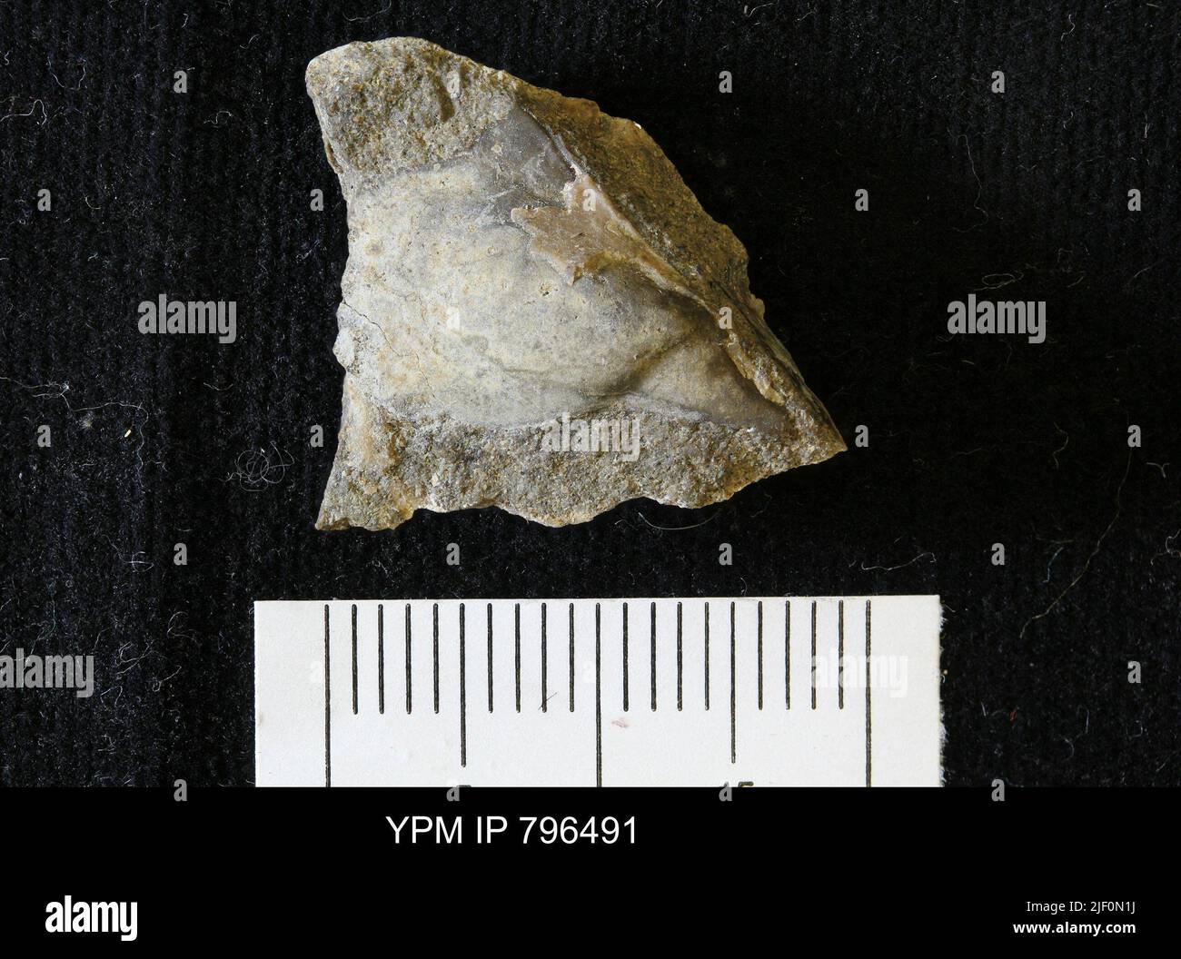 Pteria hi-res stock photography and images - Alamy