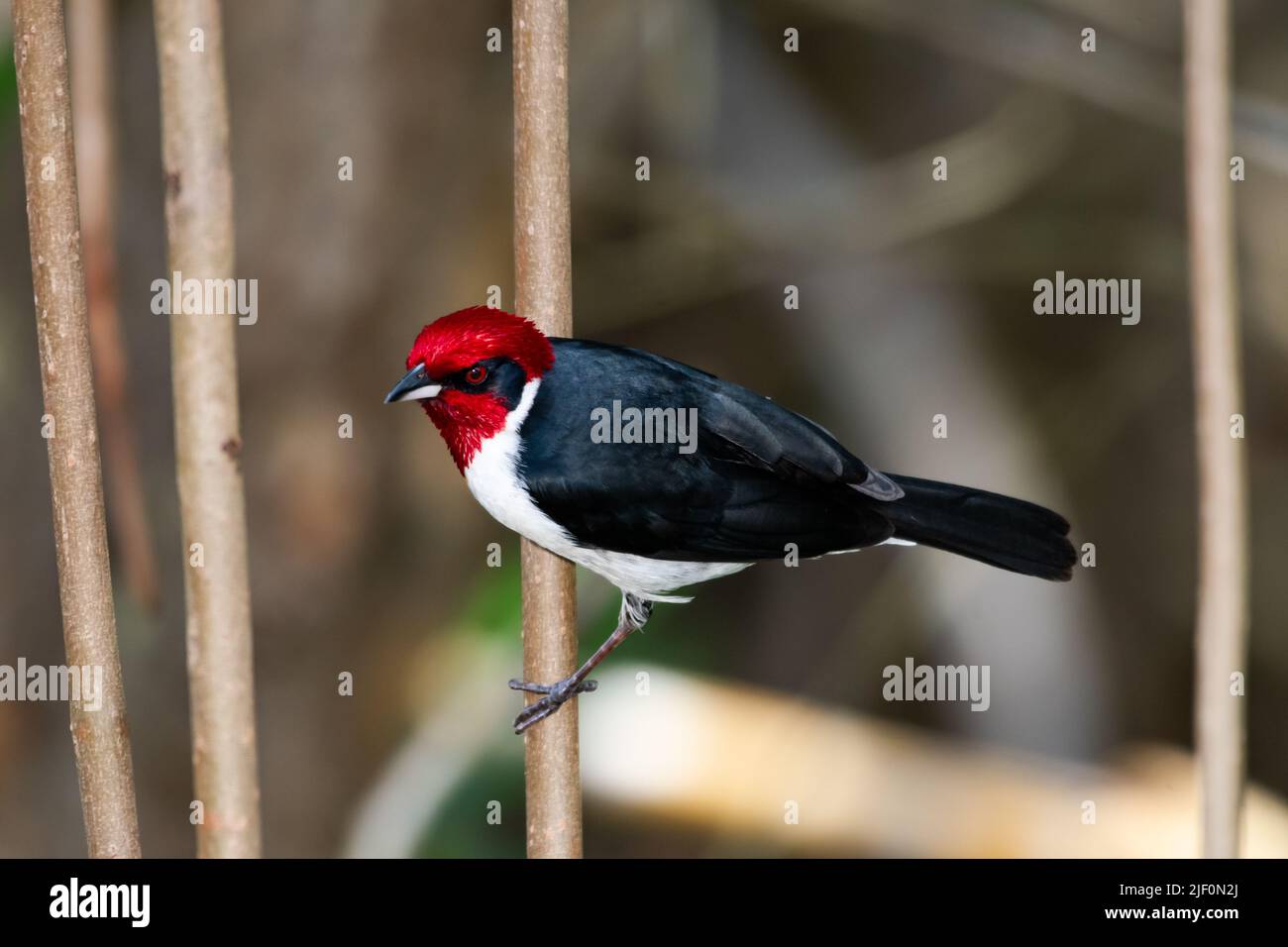 Paroaria nigrogenis hi-res stock photography and images - Alamy