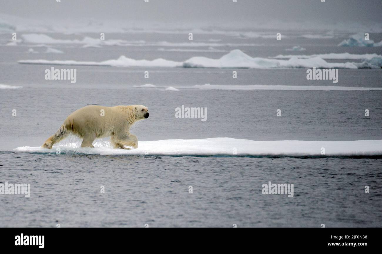 Polar Bear (Ursus maritimus) entering drift ice at 81 degrees north off ...
