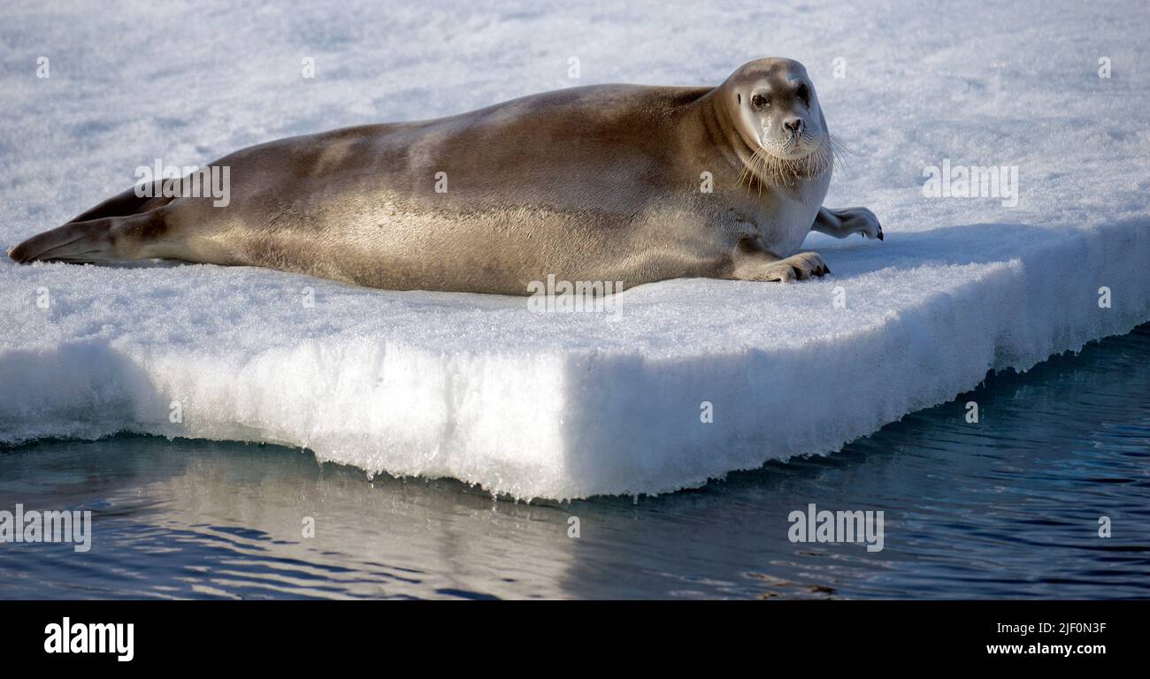 81 degrees north hi-res stock photography and images - Alamy