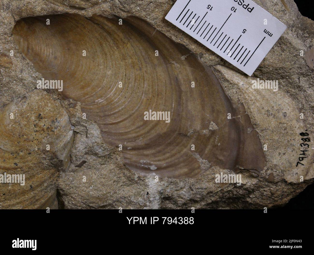 Inoceramus labiatus hi-res stock photography and images - Alamy
