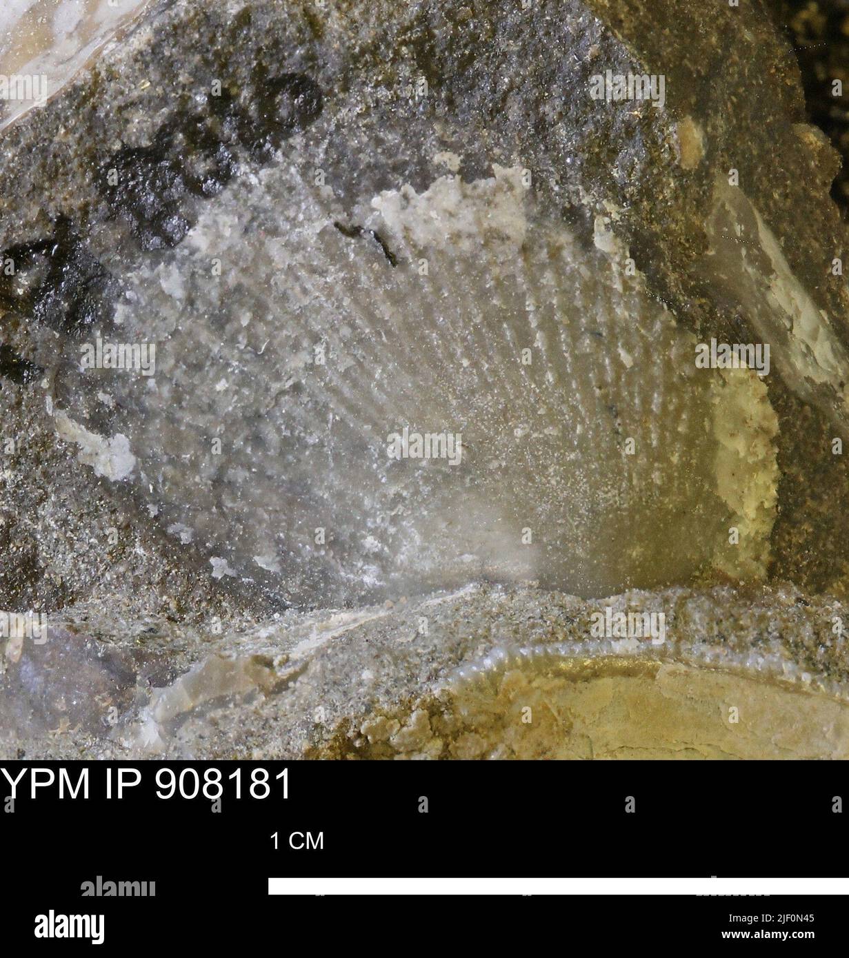 Oxytoma (Hypoxytoma) sp Stock Photo - Alamy