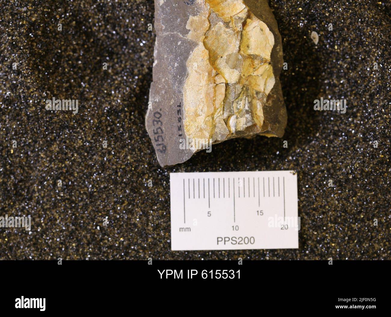 Inoceramus sp animalia hi-res stock photography and images - Alamy