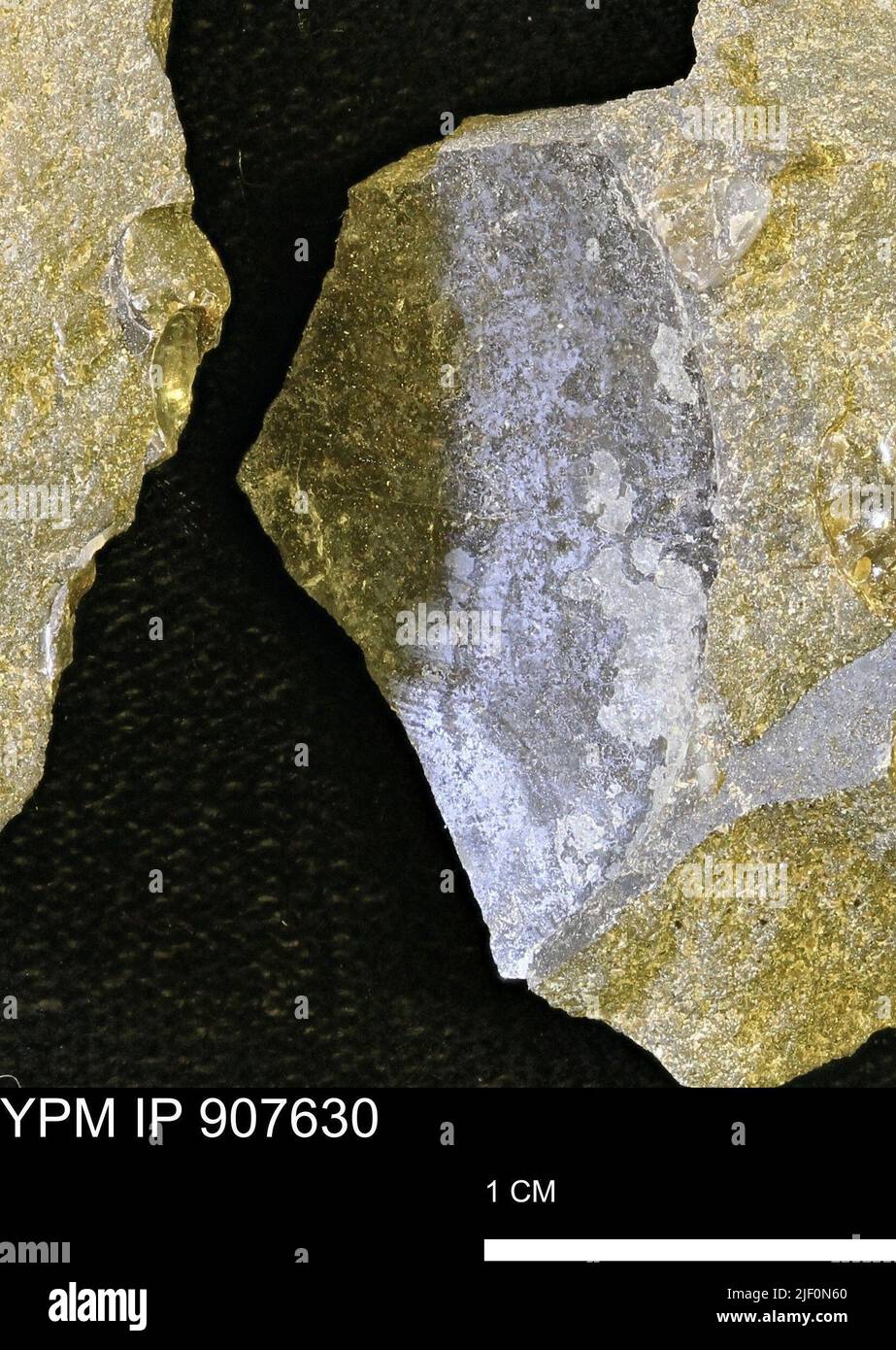 Sphenodiscus hi-res stock photography and images - Alamy