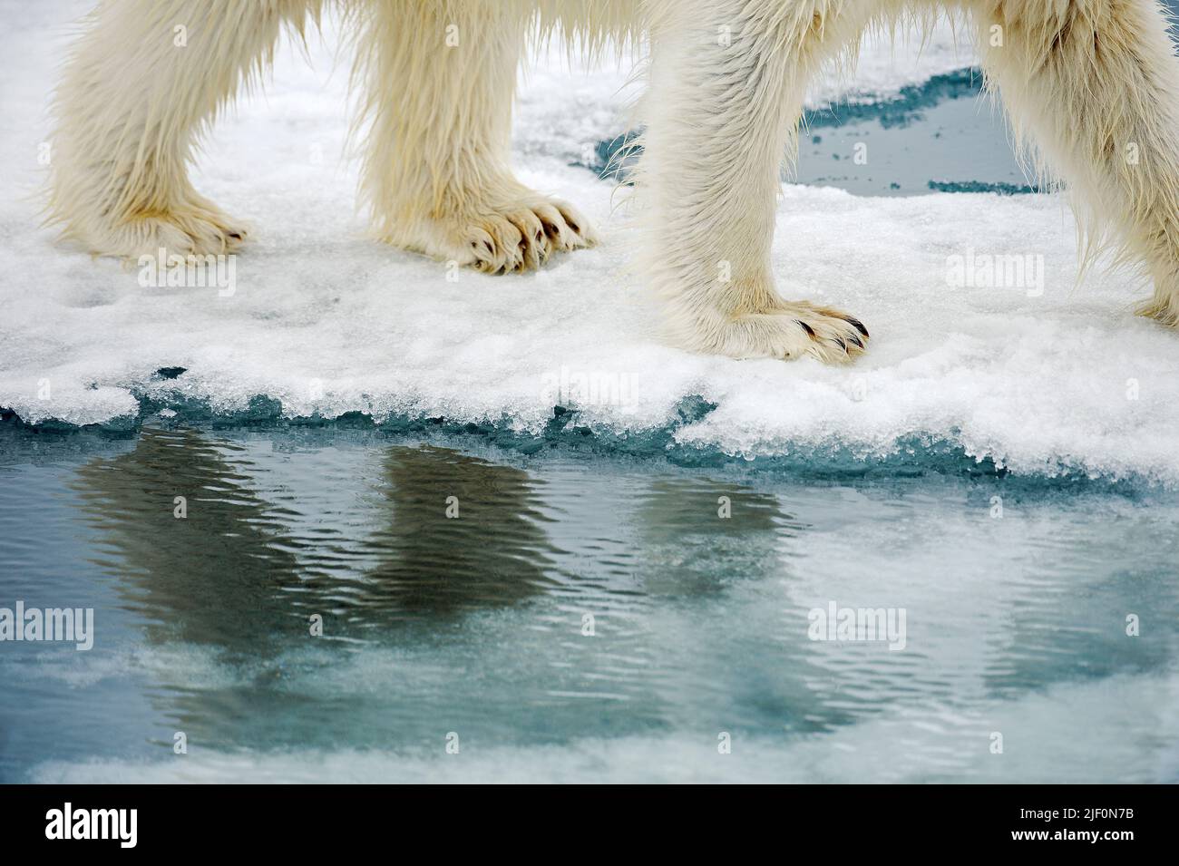Polar bear feet hi-res stock photography and images - Alamy