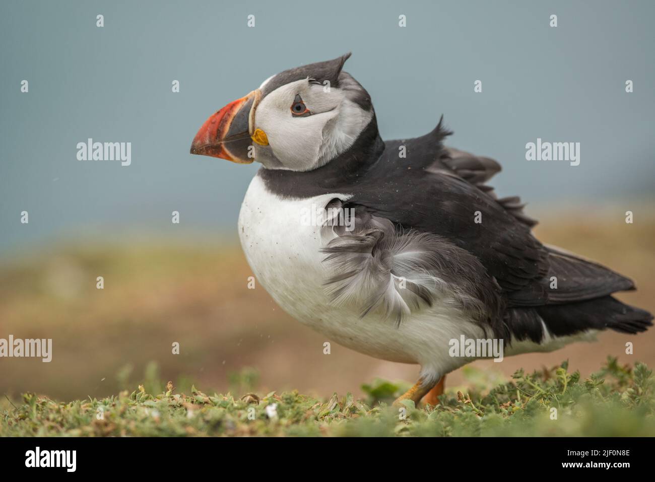 Puffin being buffeted by the wind at the Wick on Skomer Island, Wales ...