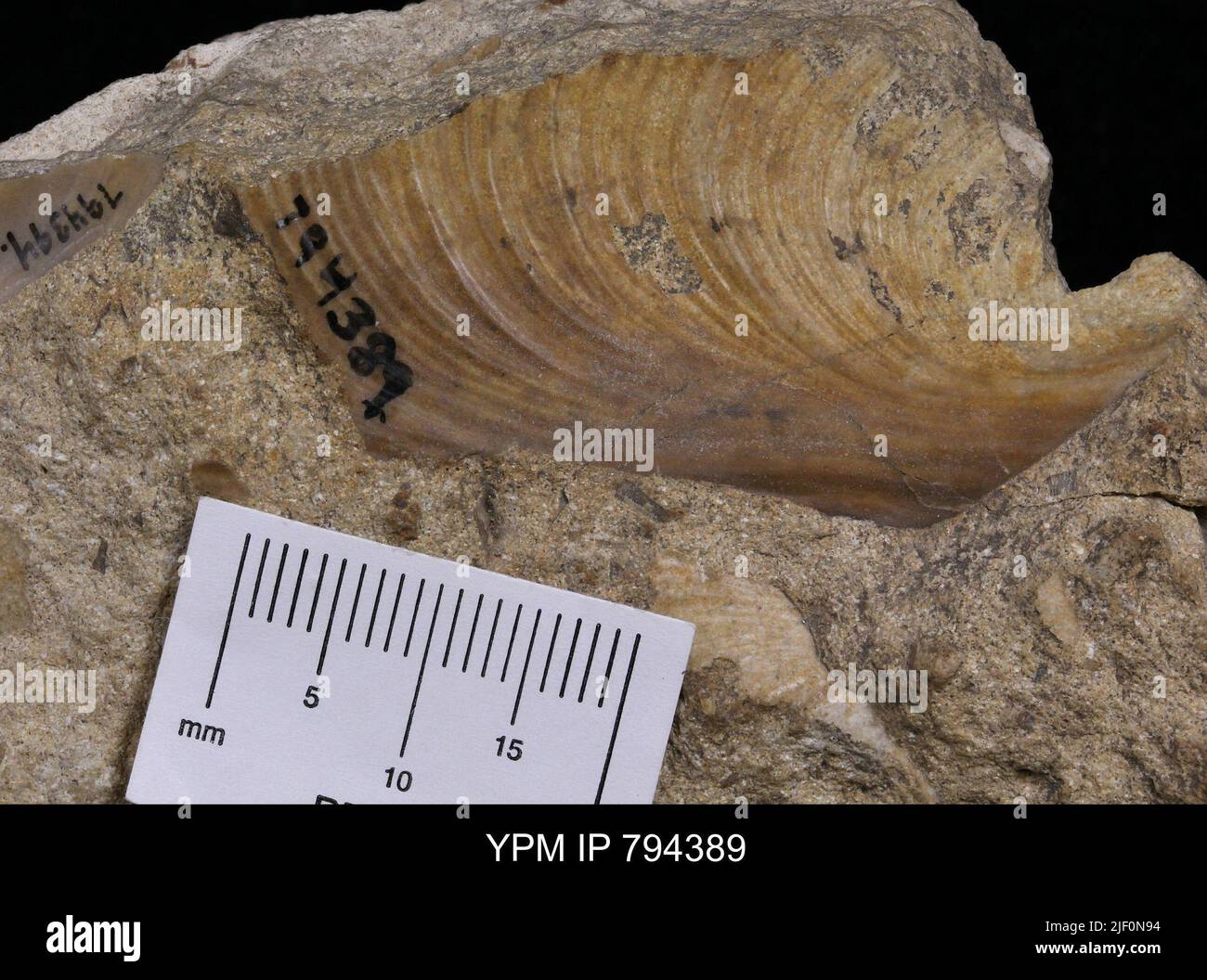 Inoceramus hi-res stock photography and images - Alamy