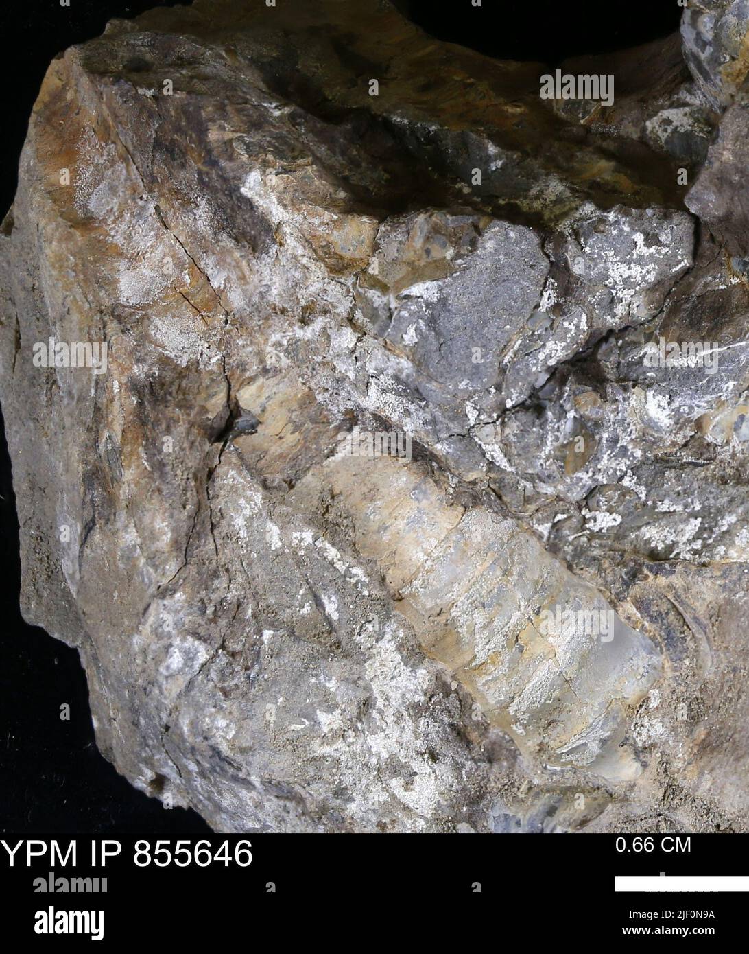 Teredinidae hi-res stock photography and images - Alamy