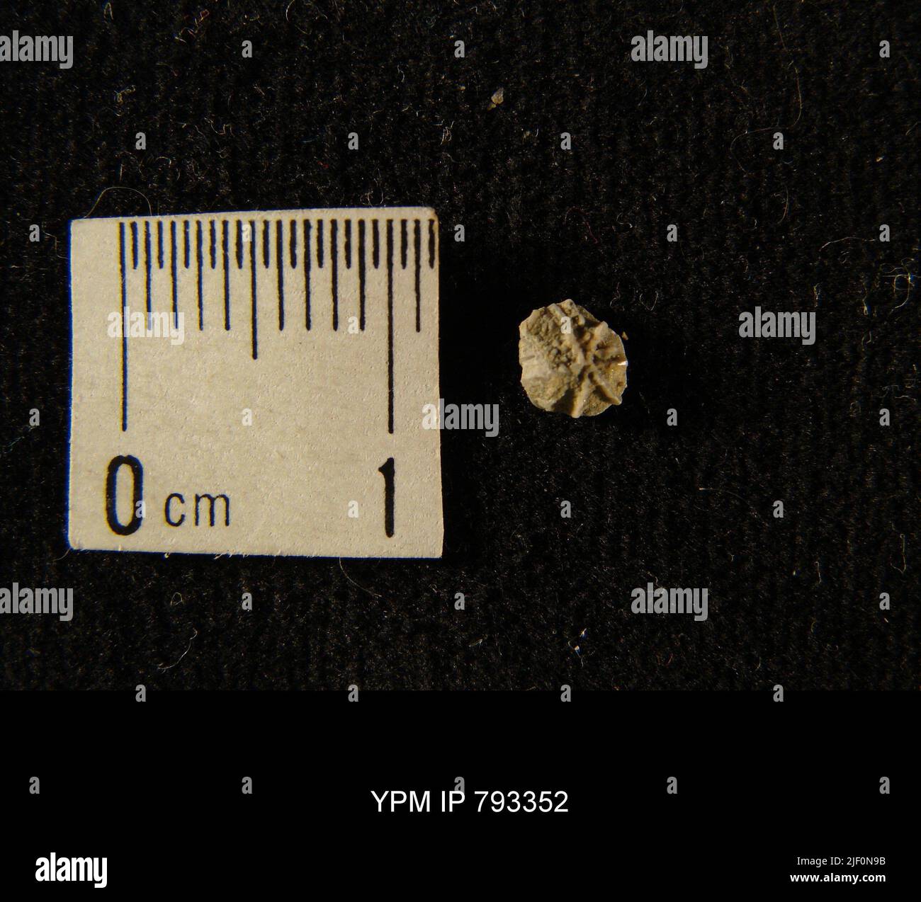 Cystoidea hi-res stock photography and images - Alamy