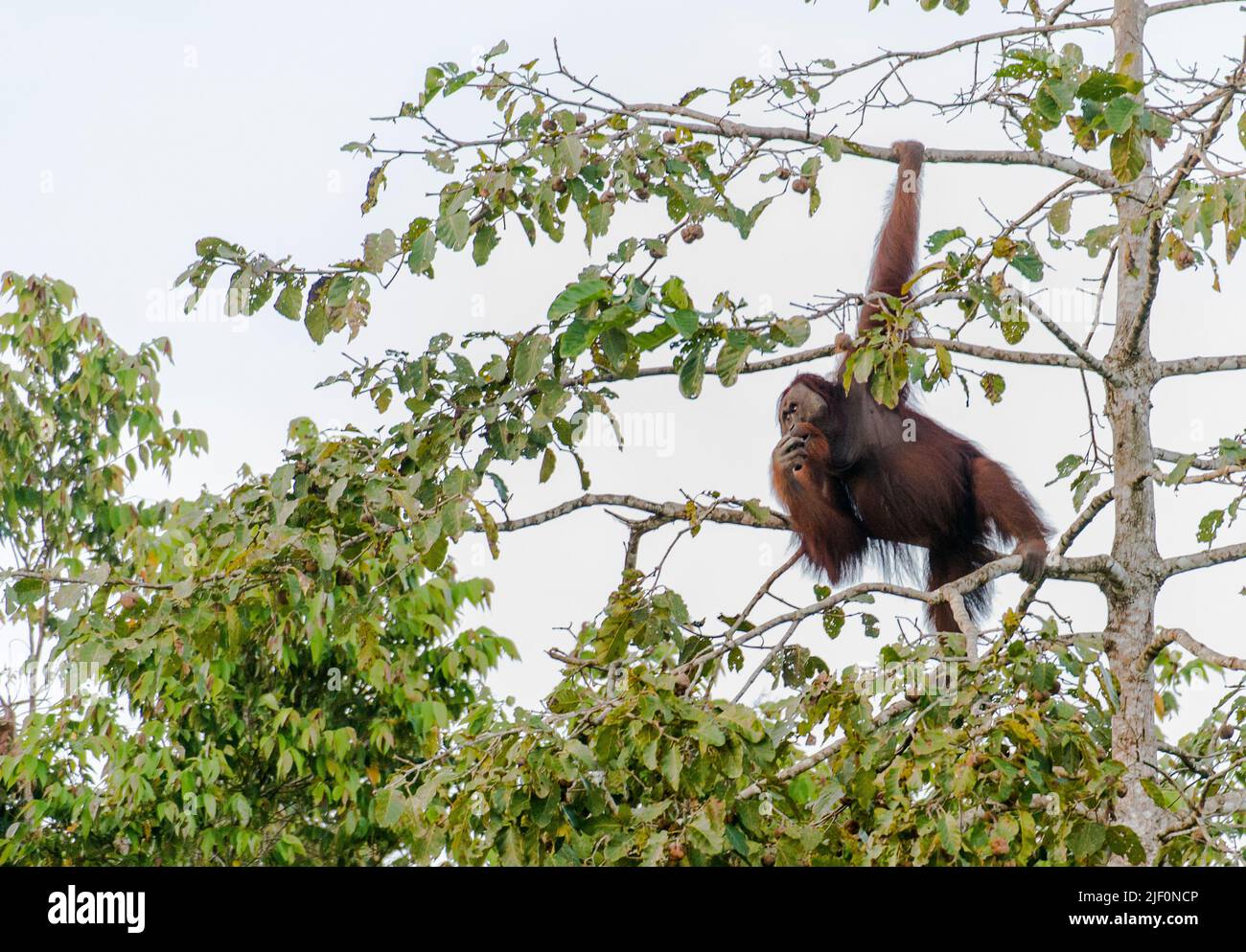 Adult male Bornean orangutan (Pongo pygmaeus) feeding on figs in the ...