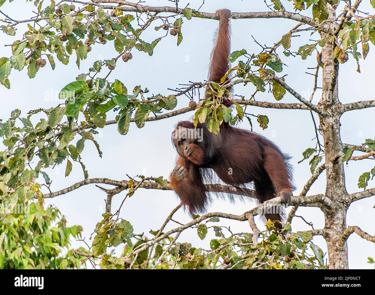 Adult male Bornean orangutan (Pongo pygmaeus) feeding on figs in the ...