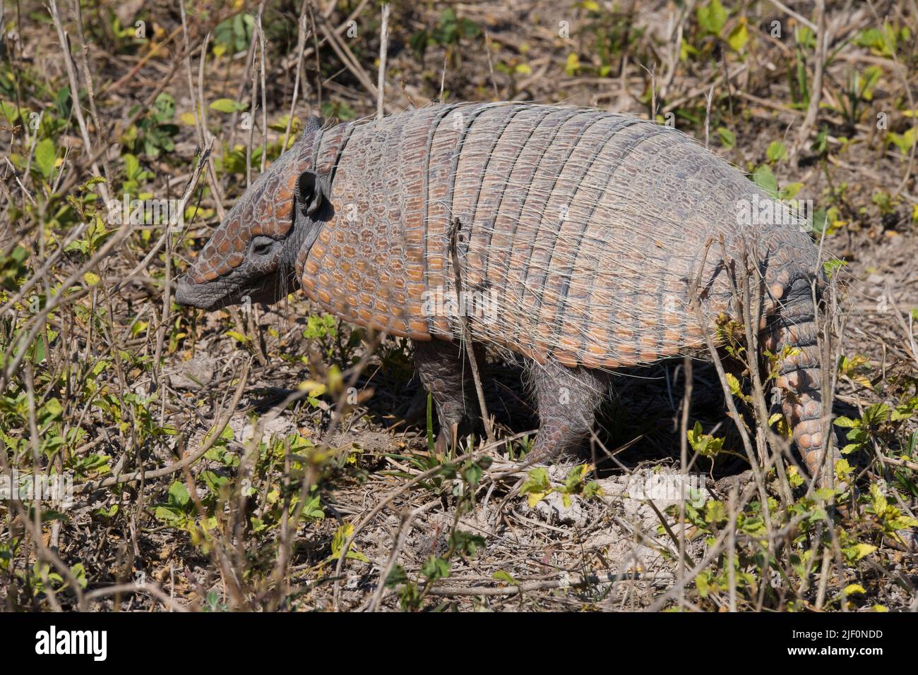 Armadillo brasil hi-res stock photography and images - Alamy