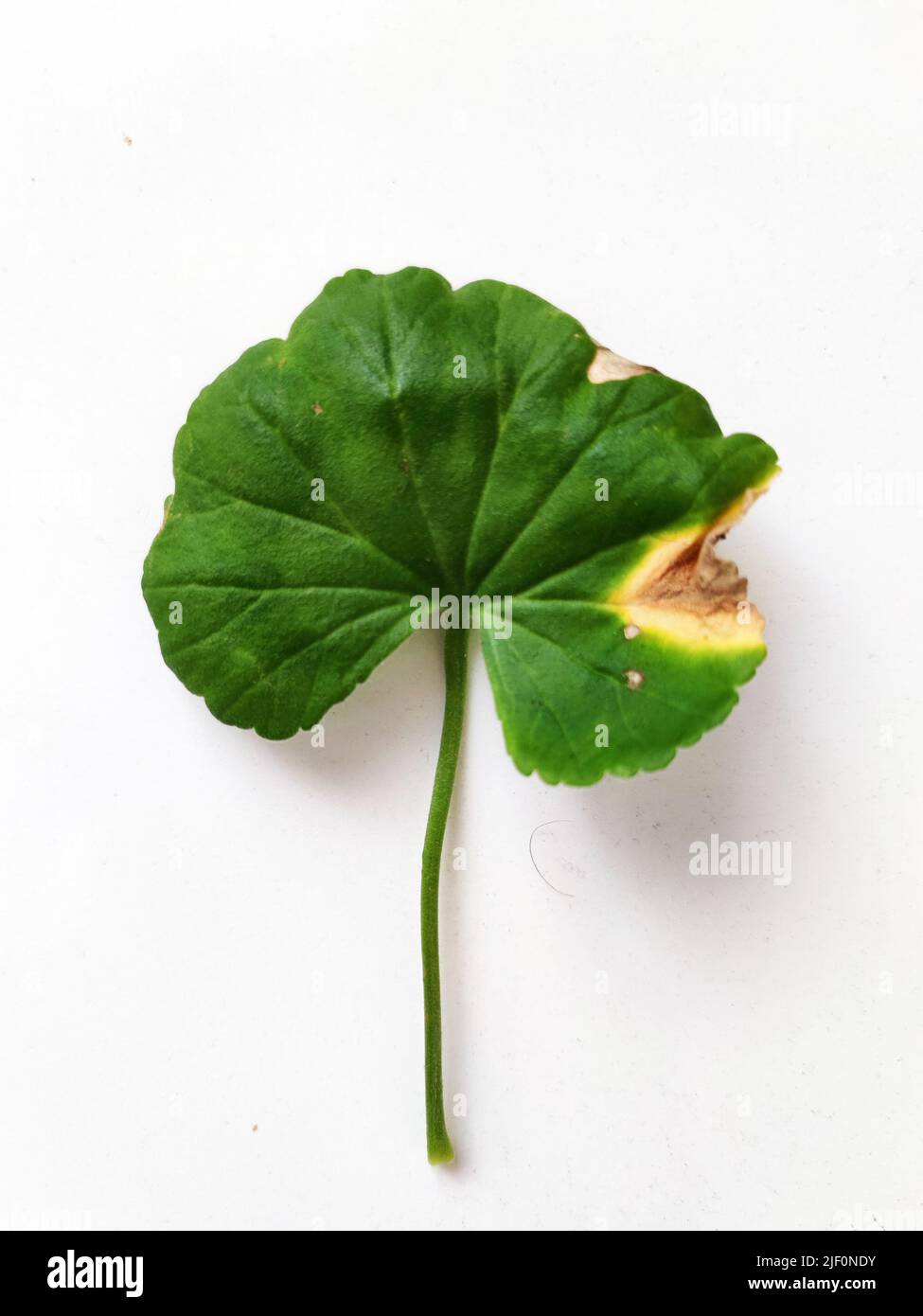 Disease on leaf geranium hi-res stock photography and images - Alamy