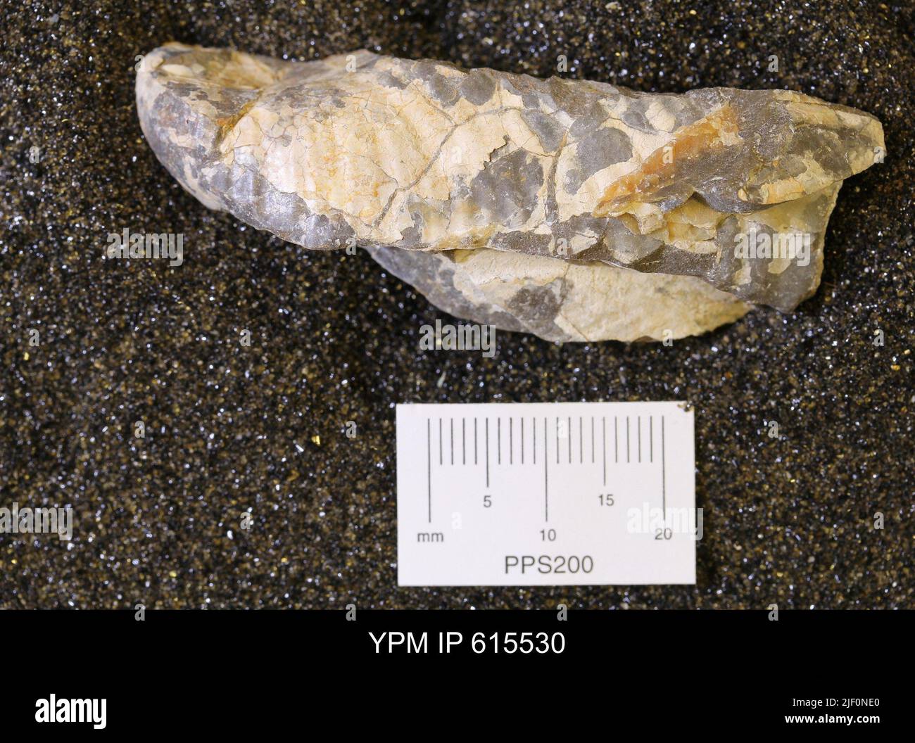 Inoceramus sp animalia hi-res stock photography and images - Alamy