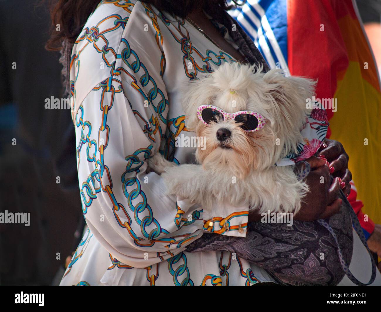 Much loved pet hi-res stock photography and images - Alamy