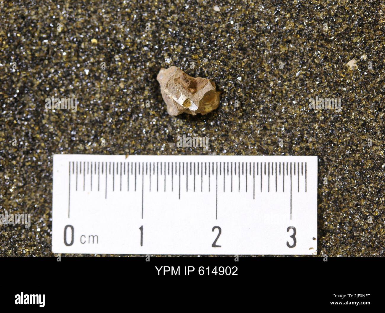 Dentalium shells hi-res stock photography and images - Alamy