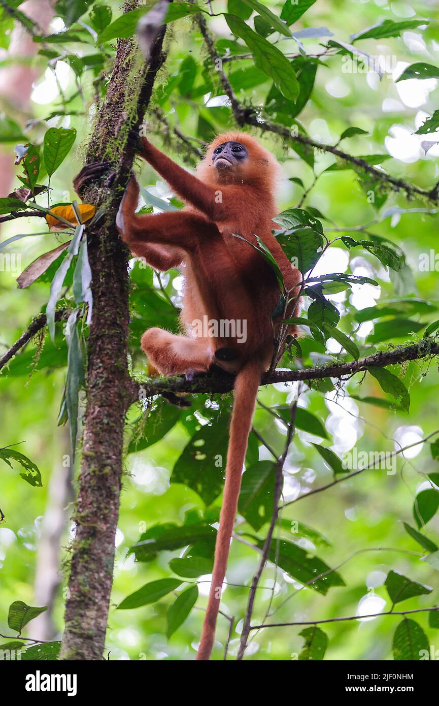 Red Leaf Monkey (Presbytis rubicunda) from Danum Valley, Sabah, Borneo ...