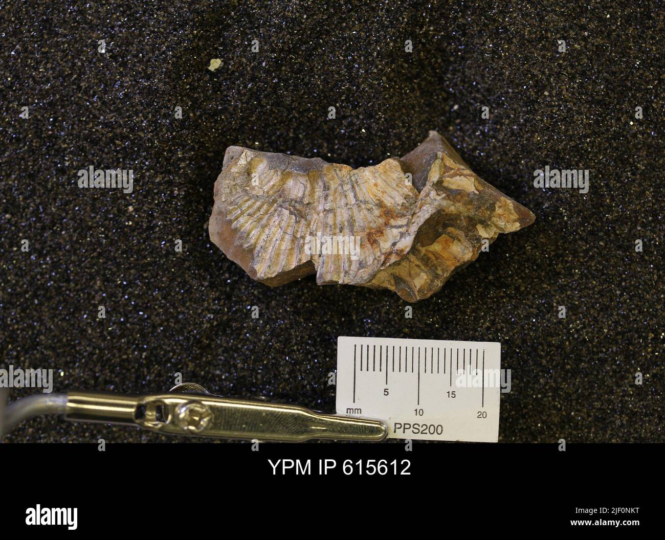 Scaphitidae animalia hi-res stock photography and images - Alamy