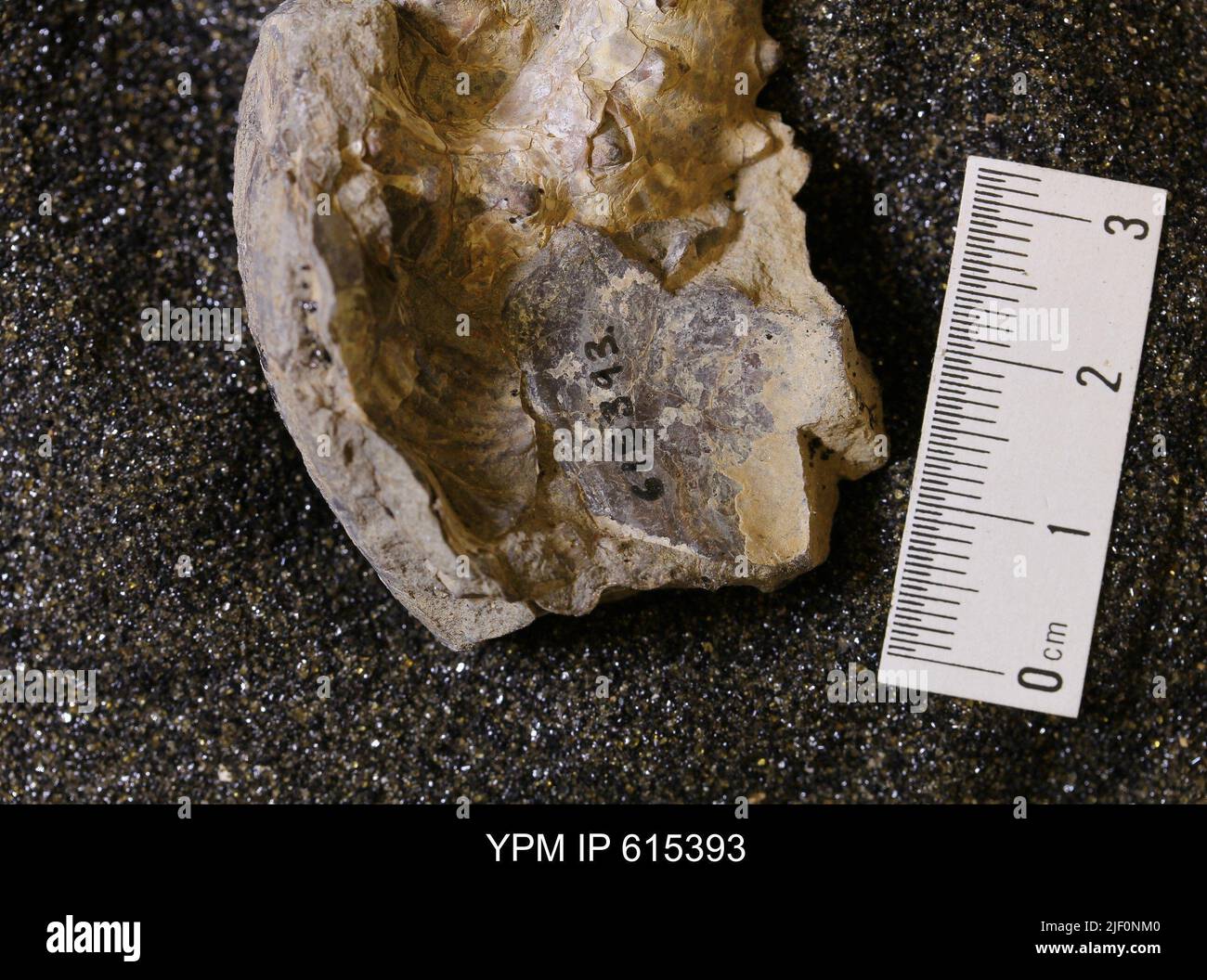 Inoceramus sp animalia hi-res stock photography and images - Alamy