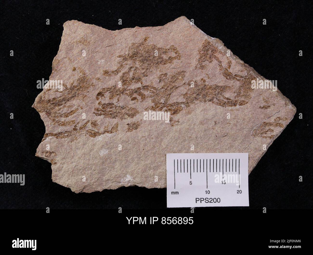 Callichimaera perplexa Luque et al., 2019 Stock Photo - Alamy