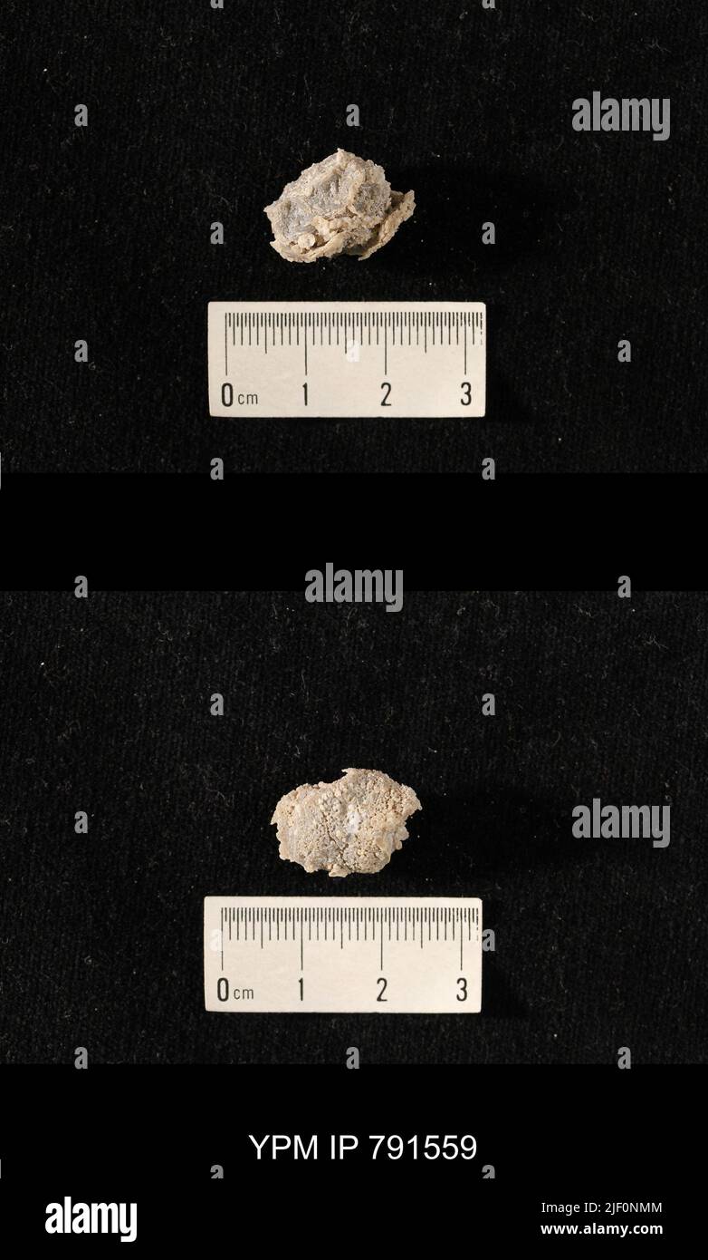 Undet bryozoa hi-res stock photography and images - Alamy