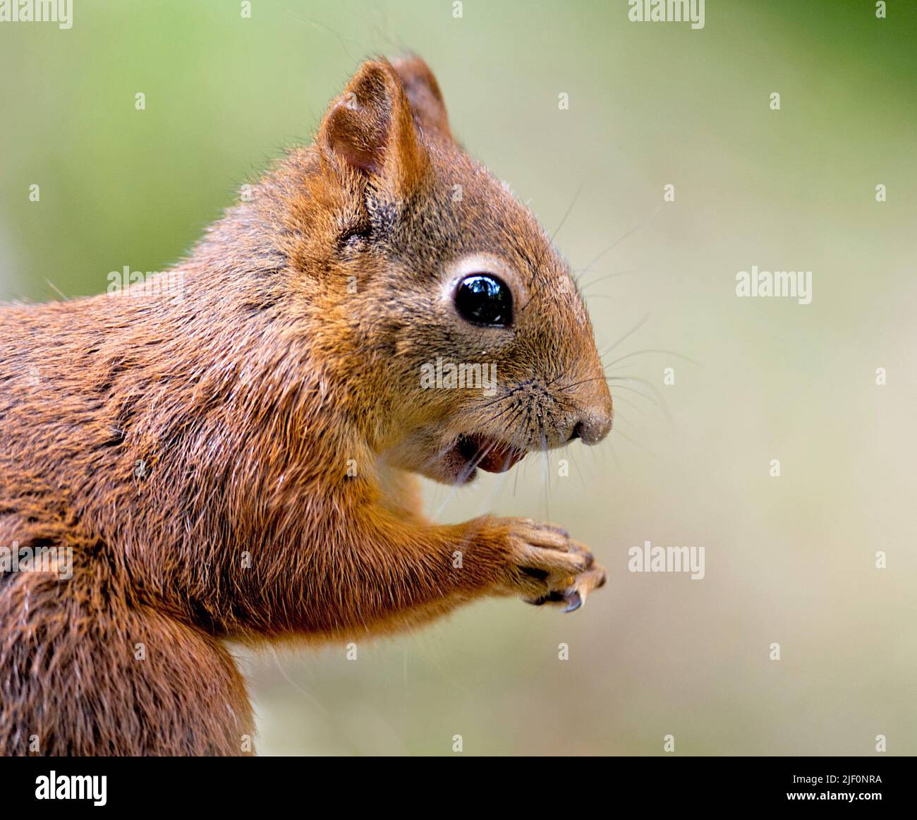 Eurasian red squirrel (Sciurus vulgaris) feeding on a nut Stock Photo ...