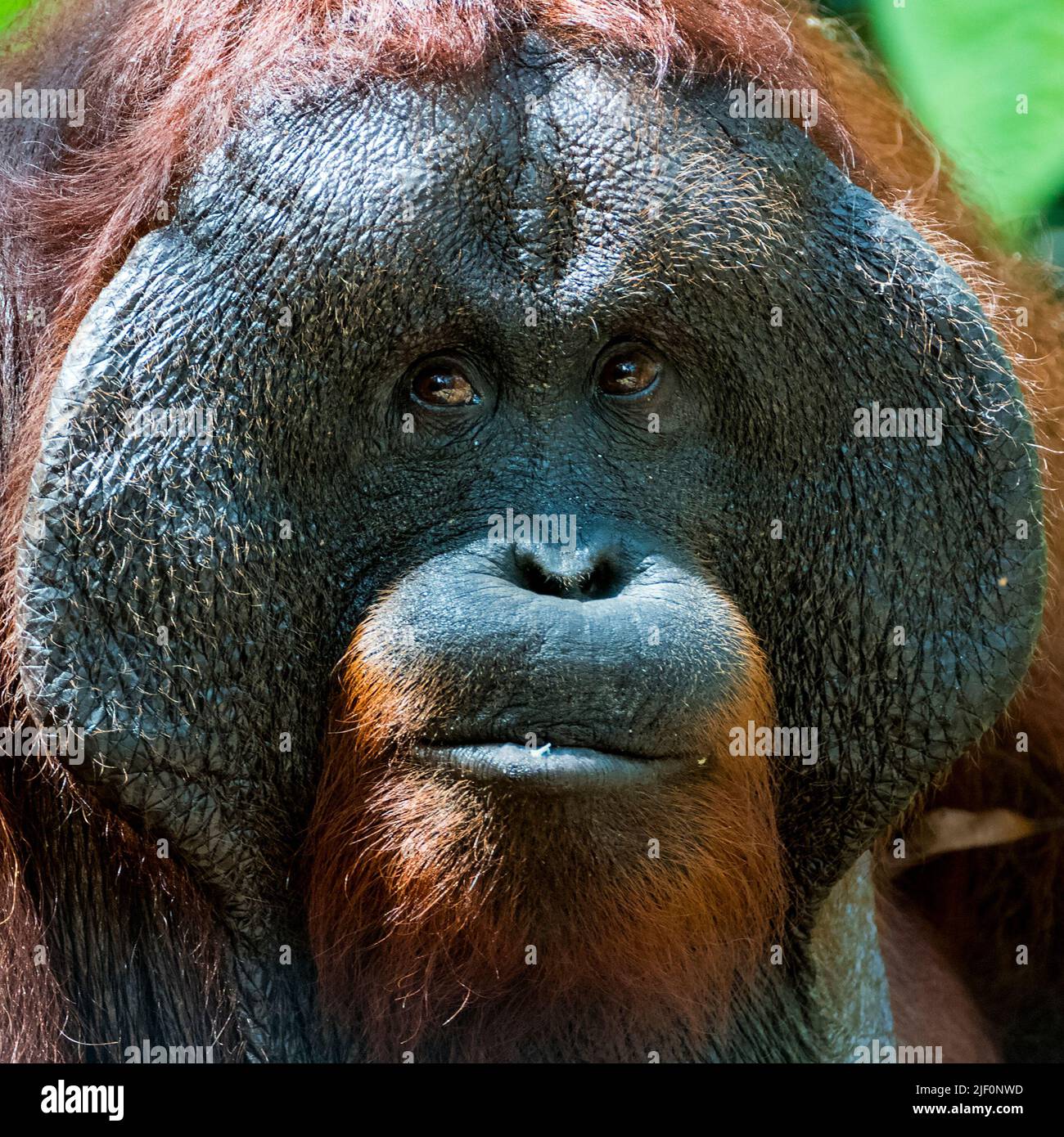 Face of a huge male orangutang (Pongo pygmaeus wurmbi) from Tanjung ...