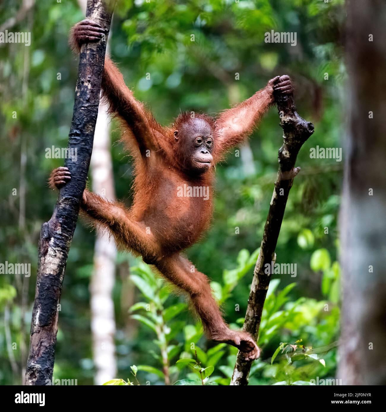 Young orangutang hi-res stock photography and images - Alamy