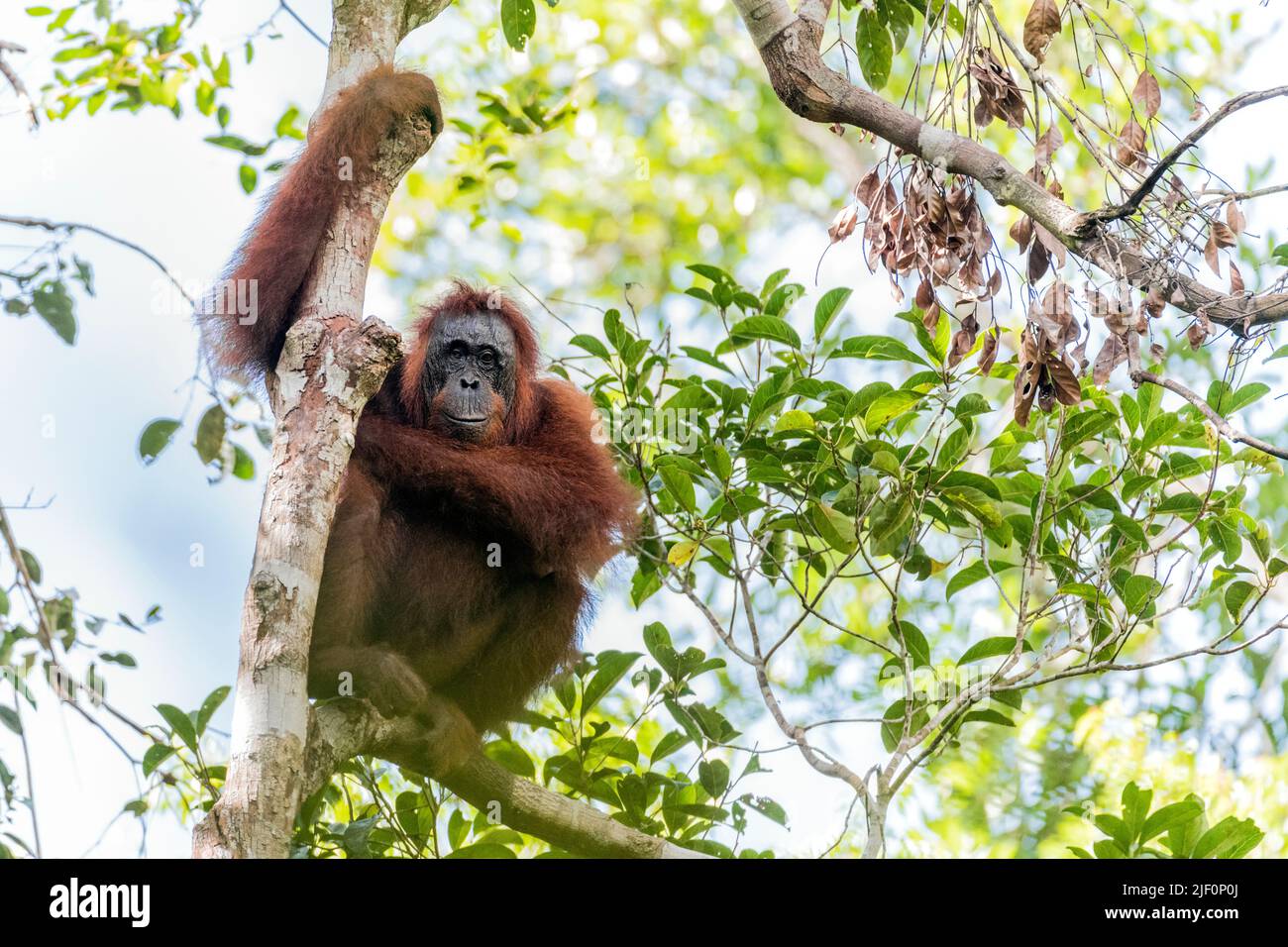 Borneo Orangutan (Pongo pygmaeus wurmbi) from Tanjung Puting National ...