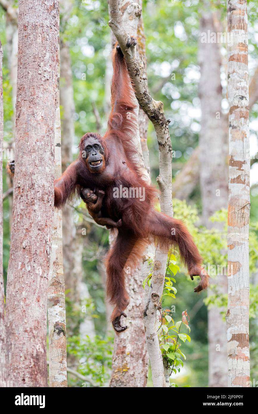 A female Borneo orangutan (Pongo pygmaeus wurmbii) and her new born ...