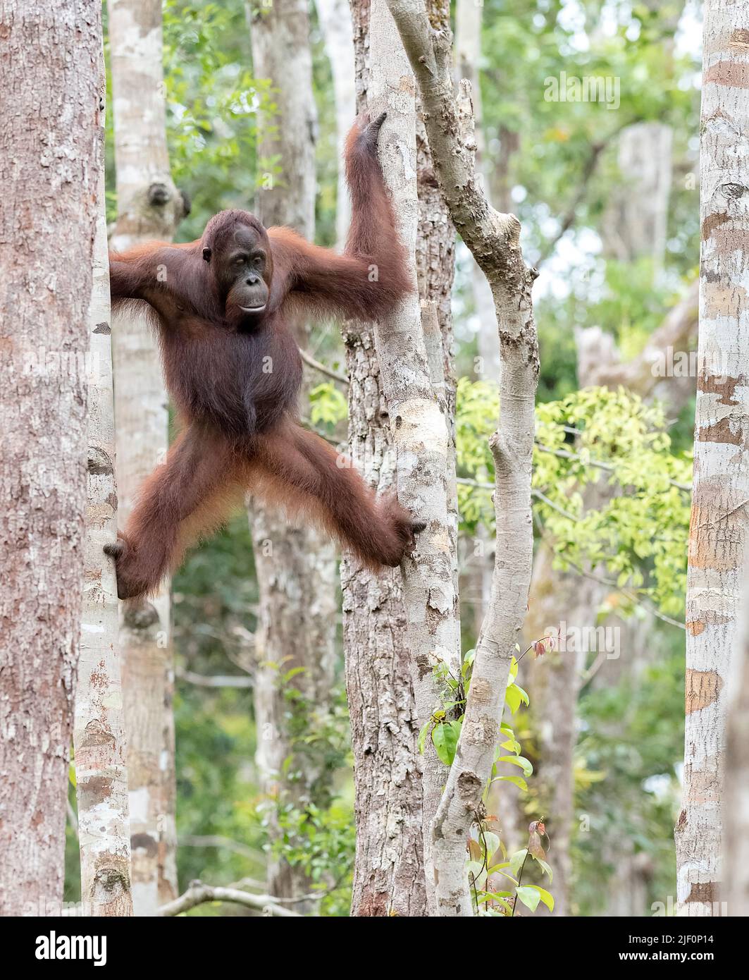 Borneo Orangutan (Pongo pygmaeus wurmbi) from Tanjung Puting National ...